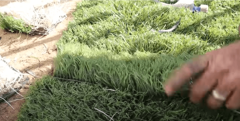 When Should You Use Weed Barrier Under Artificial Grass? | AGR