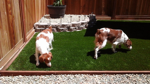 6 Ways Artificial Turf for Dogs Is Safe and Beneficial